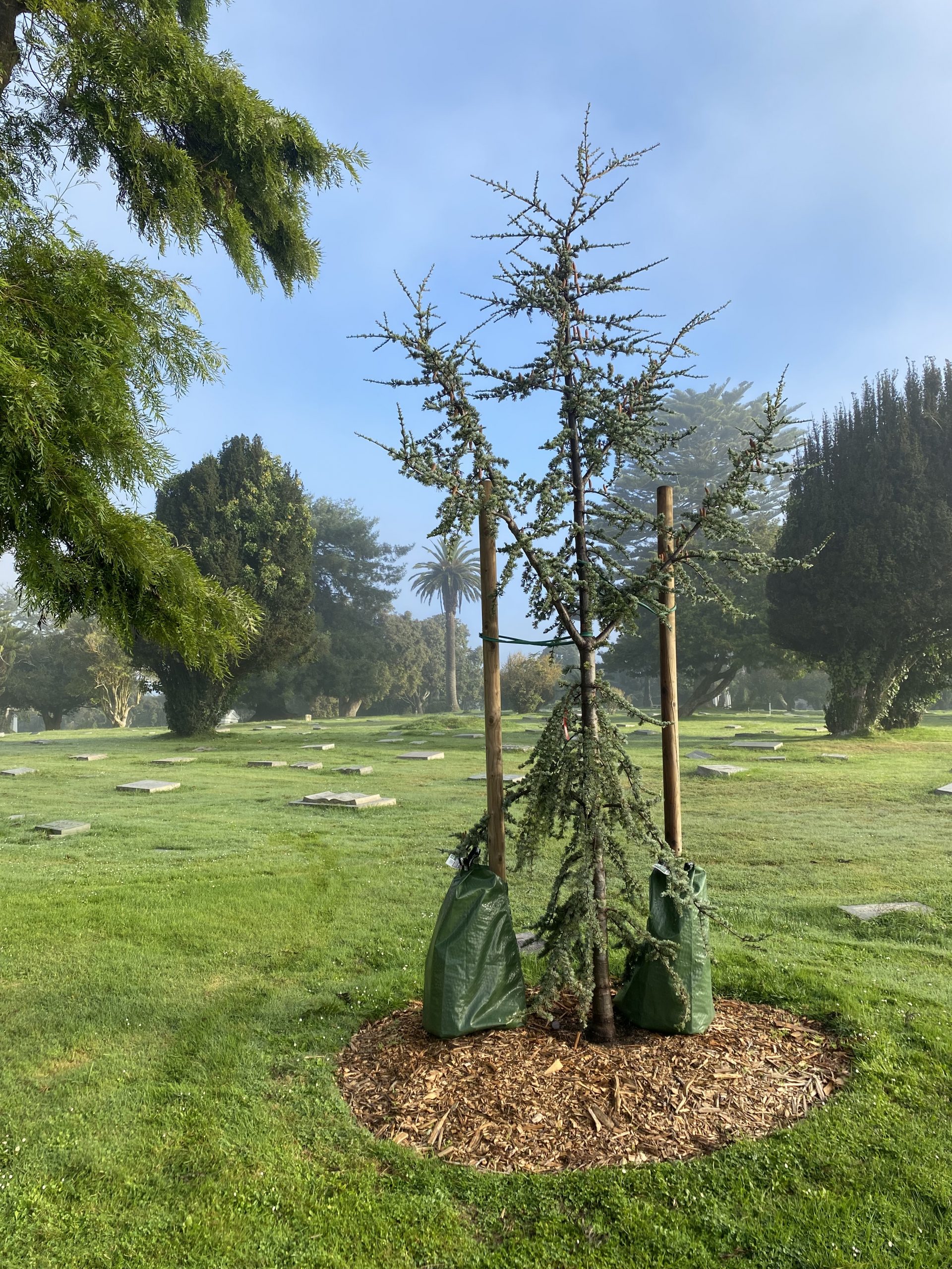 Arboretum Day 2022: Companion Trees and the Arboretum Heritage Project ...
